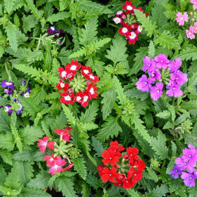 Verbena Mixed Bedding Plants 3 x 6 Pack - Pollinator Friendly Garden ...