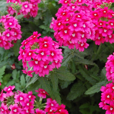 Verbena Pink Bedding Plants 2 x 6 Pack - Pollinator Friendly Garden ...