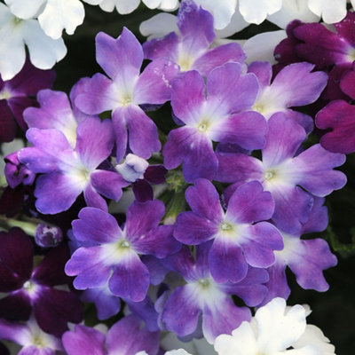 Verbena Quartz Blue Colourful Flowering Bedding Plants for Sale - 6 Pack