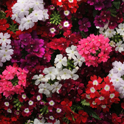 Verbena Quartz XP Mixed Colourful Flowering Bedding Plants for Sale - 6 ...