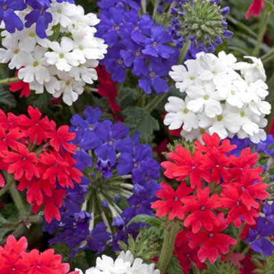 Verbena Samira Union Jack Collection 10 PostiPlug Plants | DIY at B&Q