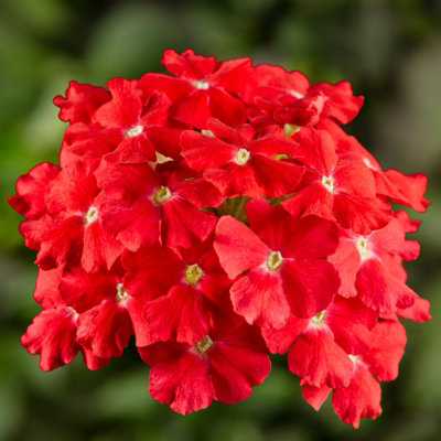 Verbena Scarlet Bedding Plants 2 x 6 Pack - Pollinator Friendly Garden ...