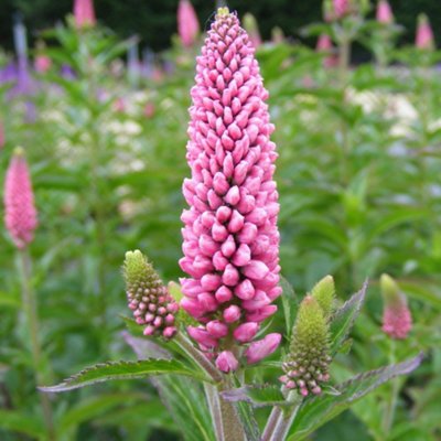 Veronica First Love 2 Litre Potted Plant x 2