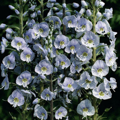 Veronica gentianoides - China Blue Speedwell - Hardy Perennial Long ...
