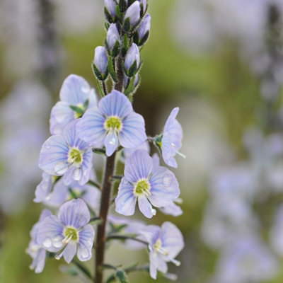 Veronica Gentianoides Speedwell 9cm Pot Perennial Plant