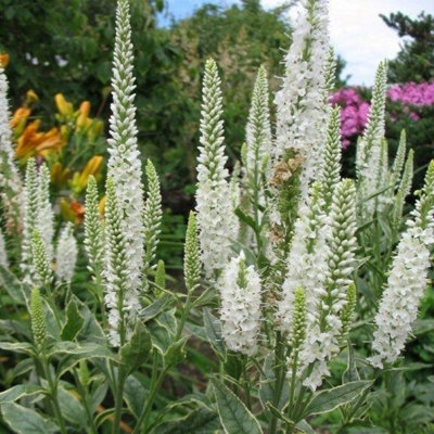 Veronica Longifolia Charlotte Speedwell 9cm Pot Perennial Plant