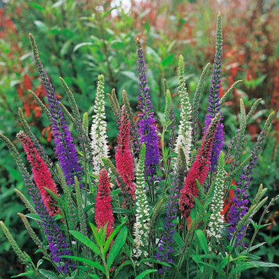 Veronica Mixed Colours 1 Packet (40 Seeds)