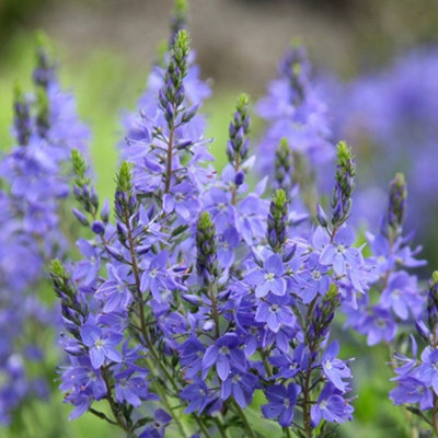Veronica Shirley Blue Speedwell 9cm Pot Perennial Plant