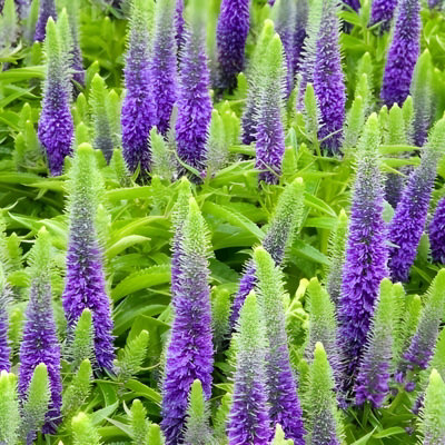 Veronica Spicata Glory Speedwell 9cm Pot Perennial Plant