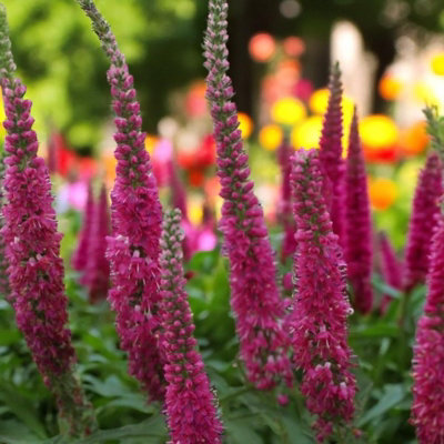 Veronica Spicata Red Fox 2 x 9cm Pot - Hardy Perennial Spiked Speedwell ...