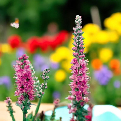 Veronica Spicata Red Fox 2 x 9cm Pot - Hardy Perennial Spiked Speedwell ...