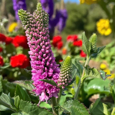 Veronica Spicata Ronica Fuschia 3 x 9cm Pot - Hardy Perennial Spiked ...
