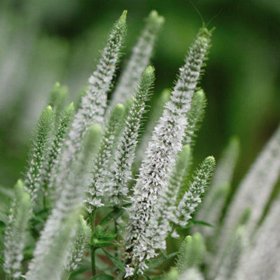 Veronica spicata Snow Candles 2 Litre Potted Plant x 1