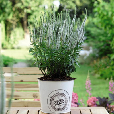 Veronica spicata Snow Candles 2 Litre Potted Plant x 1