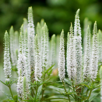 Veronica spicata Snow Candles 2 Litre Potted Plant x 1