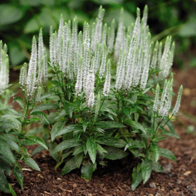 Veronica spicata Snow Candles 2 Litre Potted Plant x 1