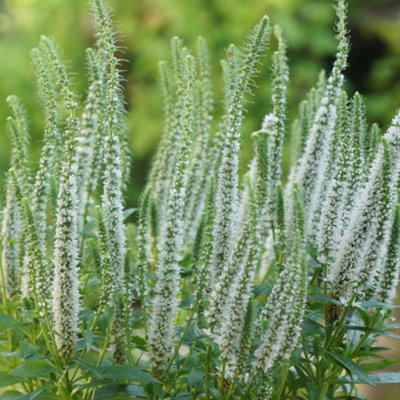 Veronica spicata Snow Candles 2 Litre Potted Plant x 1