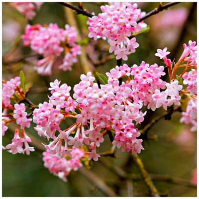 Viburnum Bodnantense 'Dawn' / Bodnant Viburnum in 2L Pot 3FATPIGS | DIY at B&Q