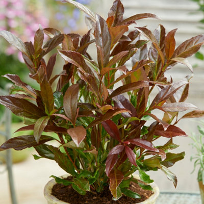 Viburnum Coppertop - Compact Shrub, Copper-Tinted Foliage (20-30cm ...