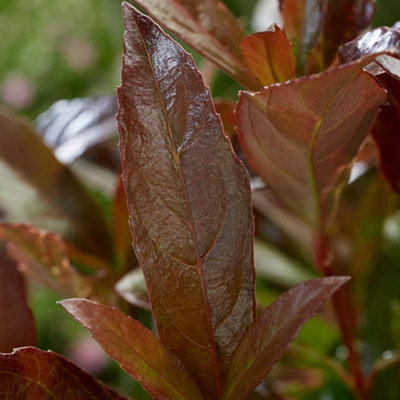 Viburnum Coppertop - Compact Shrub, Copper-Tinted Foliage (20-30cm ...