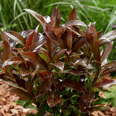 Viburnum Coppertop - Compact Shrub, Copper-Tinted Foliage (20-30cm ...