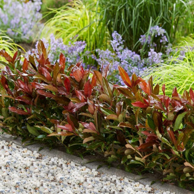 Viburnum Coppertop - Compact Shrub, Copper-Tinted Foliage (20-30cm ...