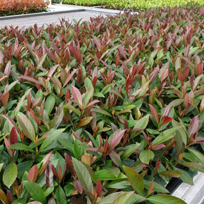 Viburnum Coppertop - Compact Shrub, Copper-Tinted Foliage (20-30cm ...