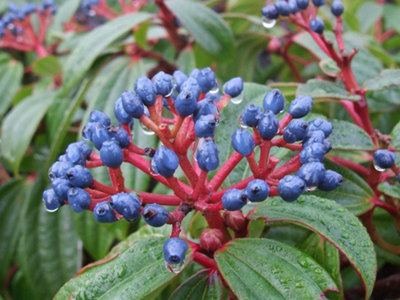 Viburnum Davidii Evergreen Shrub Plant Large 30-40cm Tall Supplied in a ...