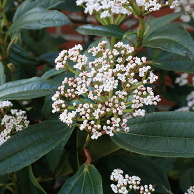 Viburnum Davidii Garden Plant - Evergreen Foliage, Clusters of White ...