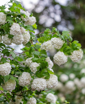 Viburnum opulus Roseum - Snowball tree - supplied in 9cm pot | DIY at B&Q