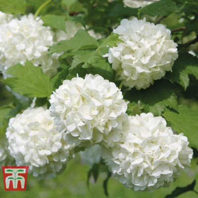 Viburnum Opulus Snowball Shrub 9cm Pot x 1