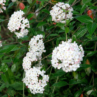 Viburnum Park Farm Hybrid - Compact Shrub, Attractive Foliage (20-30cm ...