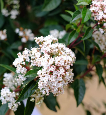 Viburnum tinus Eve Price Shrub in 9L Pot - 95cm Laurustinus Evergreen ...