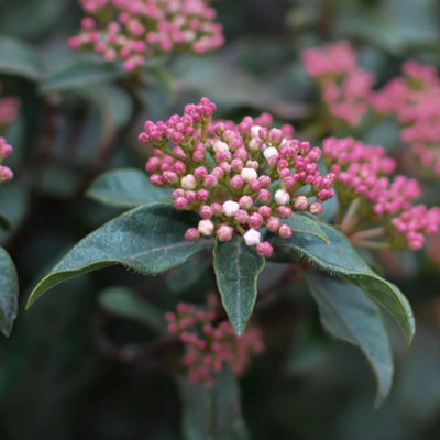 Viburnum tinus Purpureum - Evergreen Shrub, Purple Foliage (20-30cm ...