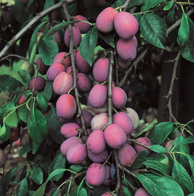 Victoria Plum (Prunus domestica) Tree - 12Ltr Bareroot