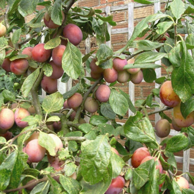 Victoria Plum Tree (Prunus) - Self-Fertile British Bred Heavy Crops ...