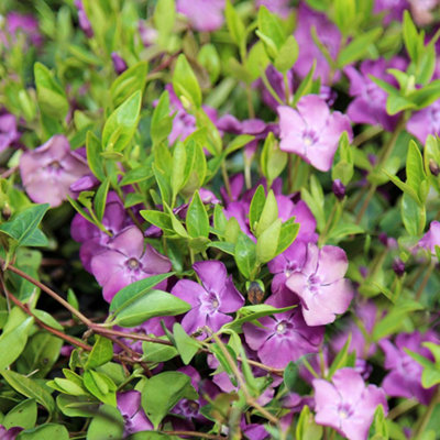 Vinca Atropurpurea Garden Plant - Purple Periwinkle Flowers, Evergreen ...