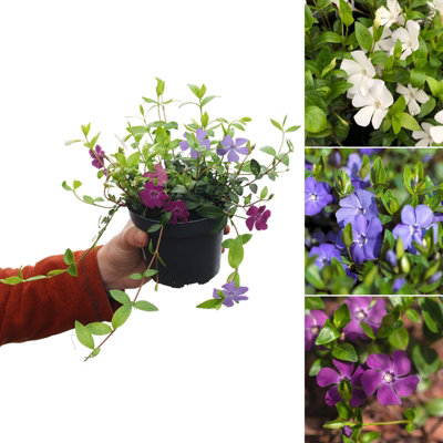 Vinca Minor Trio in 11cm Pot - Periwinkle Evergreen Low Growing Shrub
