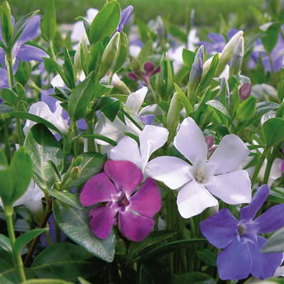 Vinca Minor Trio in 11cm Pot - Periwinkle Evergreen Low Growing Shrub