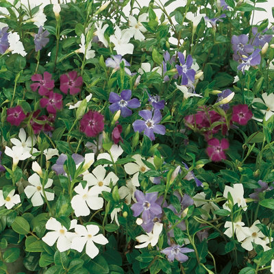 Vinca Minor Trio in 11cm Pot - Periwinkle Evergreen Low Growing Shrub