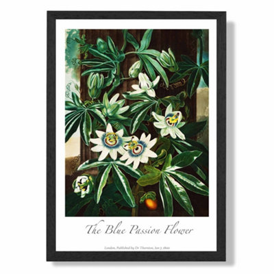 Vintage Floral Exhibition - Blue Passion Flower Medium Poster with ...