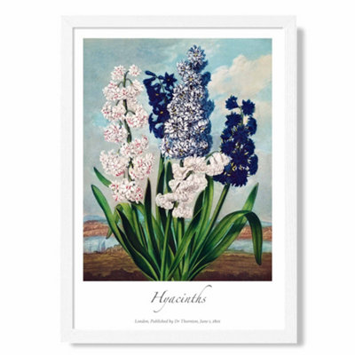 Vintage Floral Exhibition - Hyacinth Flowers Art Print with White Frame ...