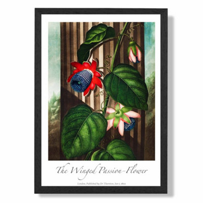 Buy Vintage Floral Exhibition - Winged Passion Flower Medium Poster ...