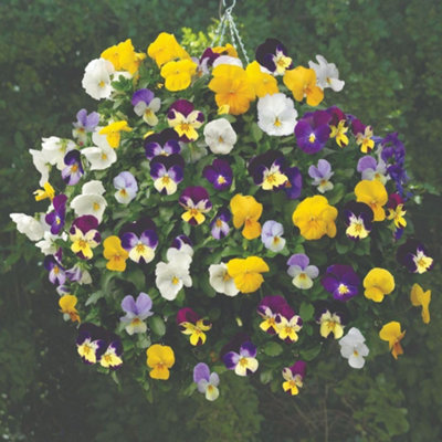 Viola Allspice Mixed Trailing Pansy Seeds Colourful Fragrant Variety 1 ...