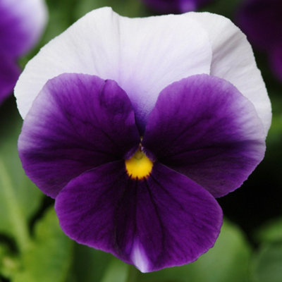 Viola Beaconsfield Bedding Plants - Delicate Blooms (10 Pack) | DIY at B&Q