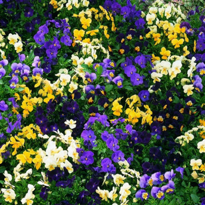 Viola Bedding Supreme Mixed Colourful Bedding Plants Seeds 1 Packet x ...