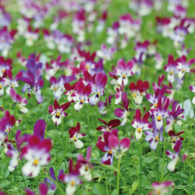 Viola Bunny Ears 1 PostiPlug Plant | DIY at B&Q