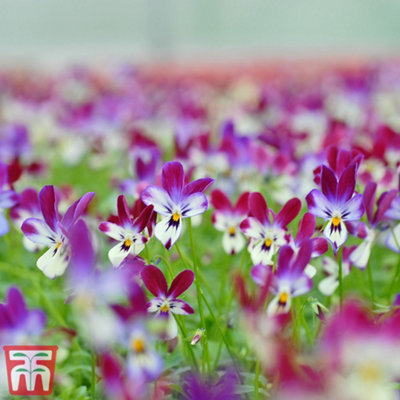 Viola Bunny Ears 10 Plug Plants | DIY at B&Q