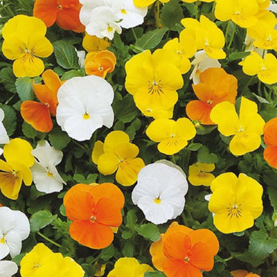 Viola Citrus Mix Bedding Plants - Zesty Blooms (10 Pack) | DIY at B&Q