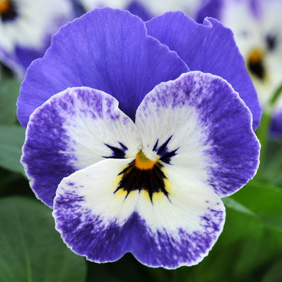Viola Delft Blue Bedding Plants - Classic Beauty (10 Pack)